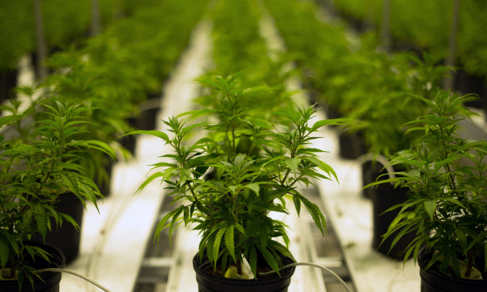 Marijuana Retail Report