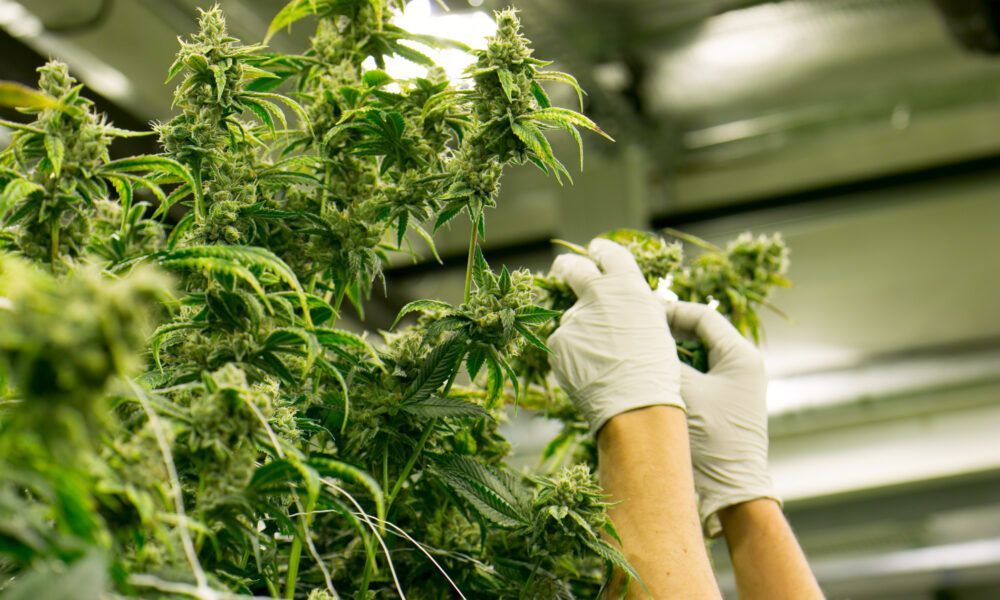 Marijuana Retail Report