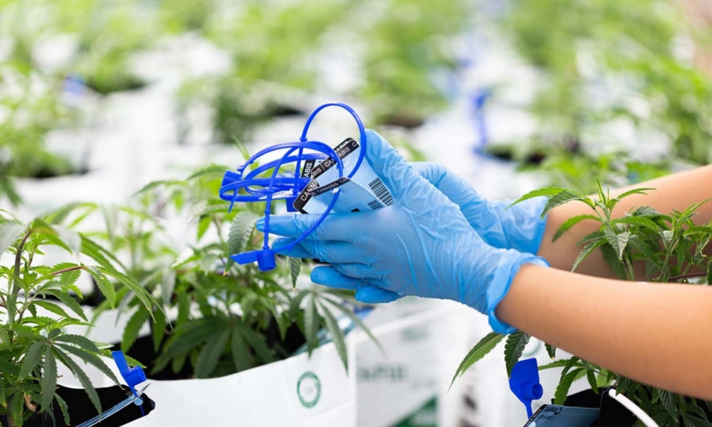 Marijuana Retail Report